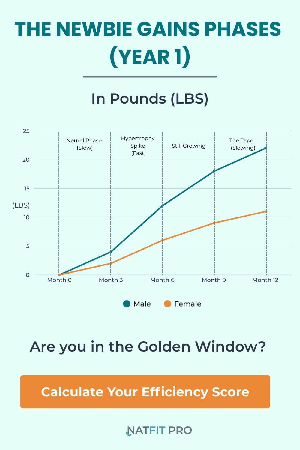 How Long Do Newbie Gains Last? (Beginner Gains Timeline)
